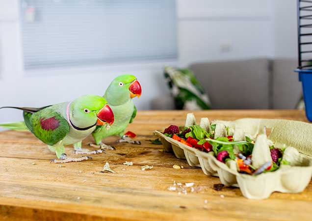 The Five Domains | Animal Welfare | RSPCA Queensland