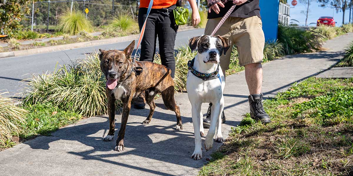 The Five Domains | Animal Welfare | RSPCA Queensland