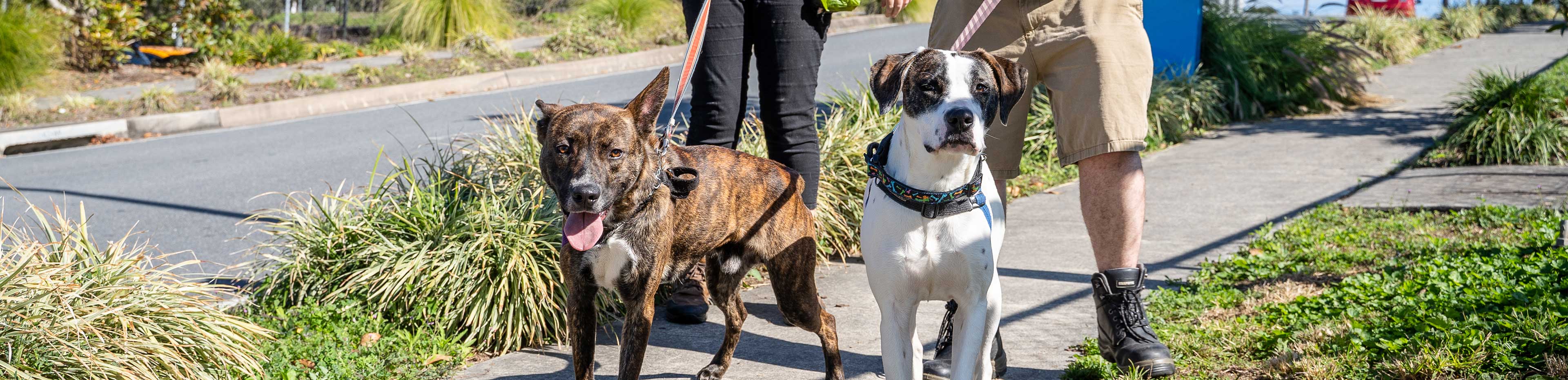 The Five Domains | Animal Welfare | RSPCA Queensland