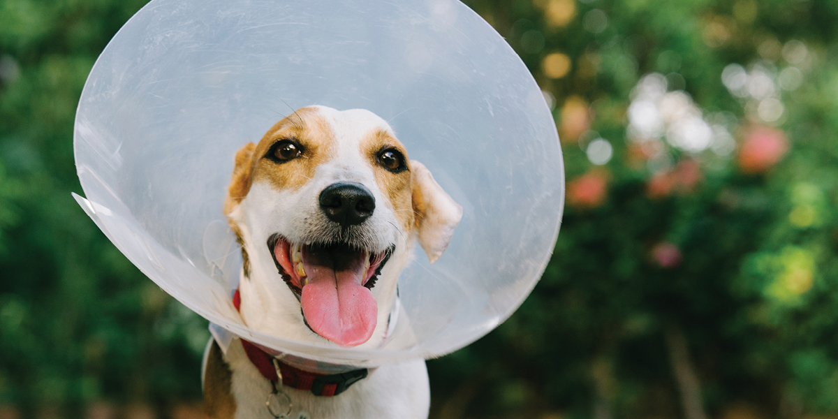 Spotlight on responsible pet ownership | Blog | Animal Welfare | RSPCA ...