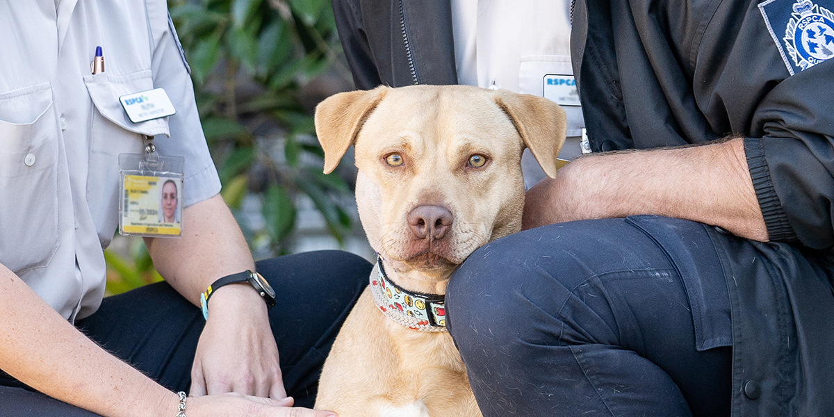 Tethering Your Dog | Animal Welfare | RSPCA Queensland