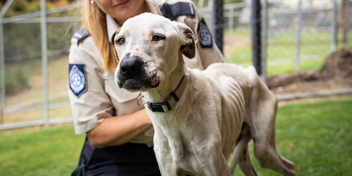 Saving lives with 30 years of Million Paws Walk | Breaking News | RSPCA ...