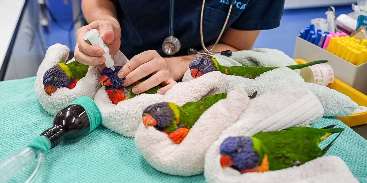 RSPCA Seasonal Impact Update: March 2024 | Blog | Breaking News | RSPCA ...