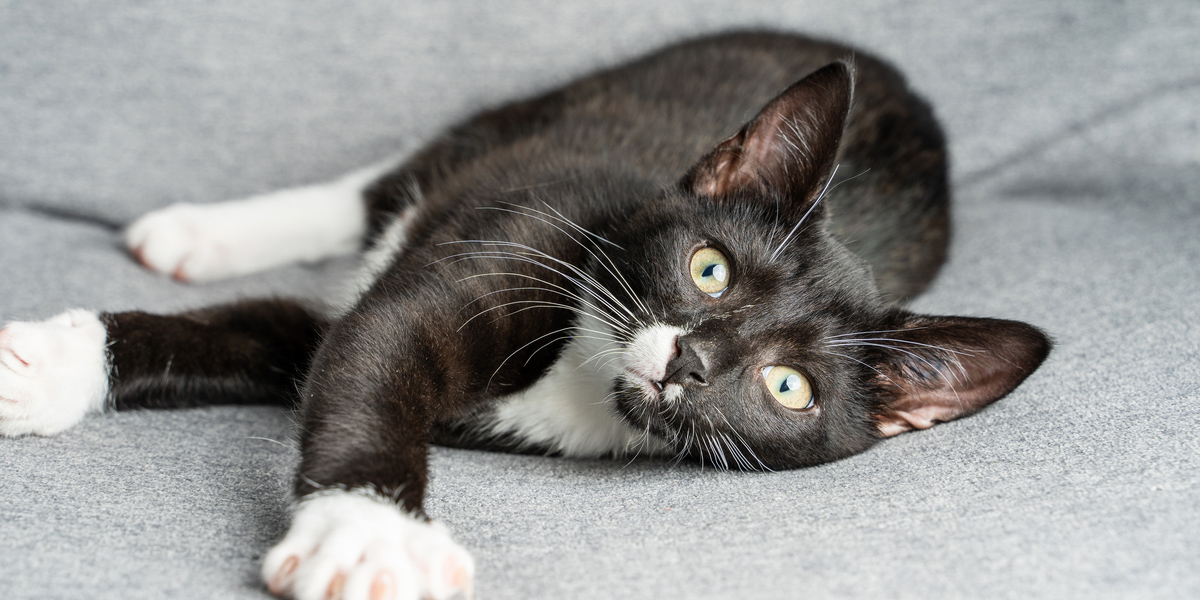 Is your cat a night owl? | Cat Care | RSPCA Queensland