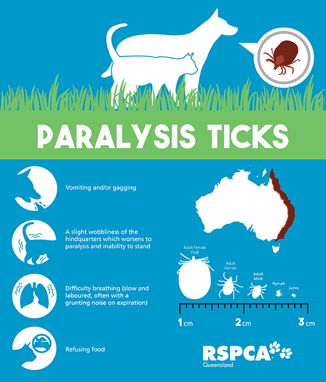 Ticks | Brown Dog Ticks | Bush Ticks | Paralysis Ticks | Cats | Dogs ...