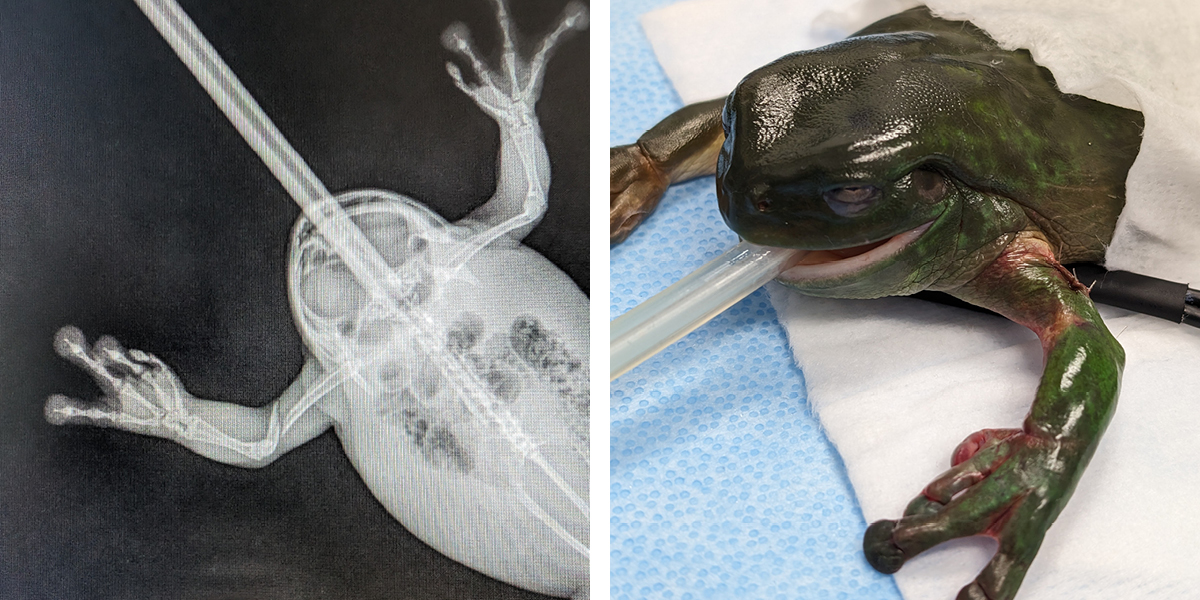 Fig the frog hops home | Blog | Wildlife Conservation | RSPCA Queensland