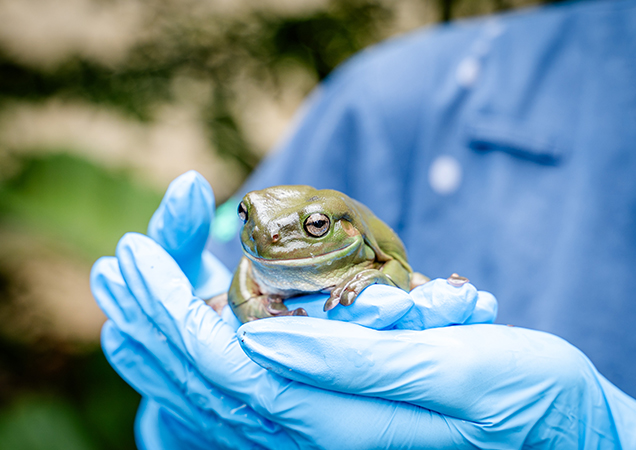 Fig the frog hops home | Blog | Wildlife Conservation | RSPCA Queensland