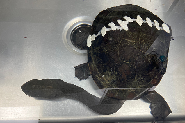 Gravid Turtle Rehab & Release | Australian Wildlife | Native Species ...