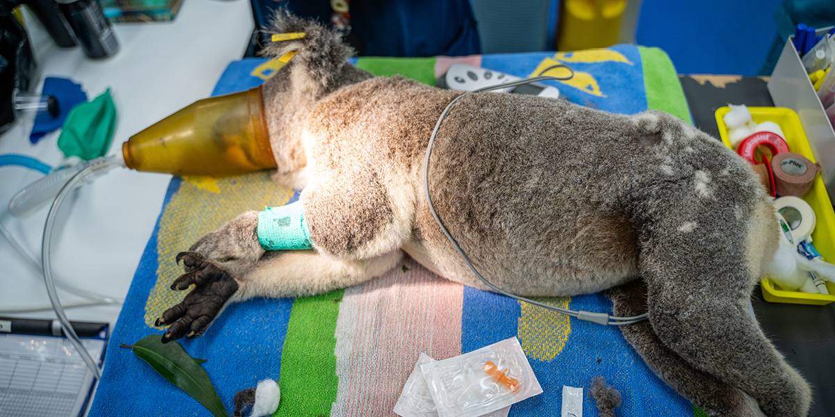 Maximus the Koala returns to Woogaroo Forest | Blog | Wildlife ...