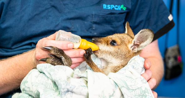 Animal Care Centre Shelter Locations | Adopt a Pet | RSPCA Queensland