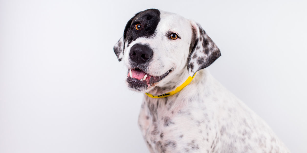 Adopt a Pet | Rescue Pets | RSPCA Animals | RSPCA Queensland